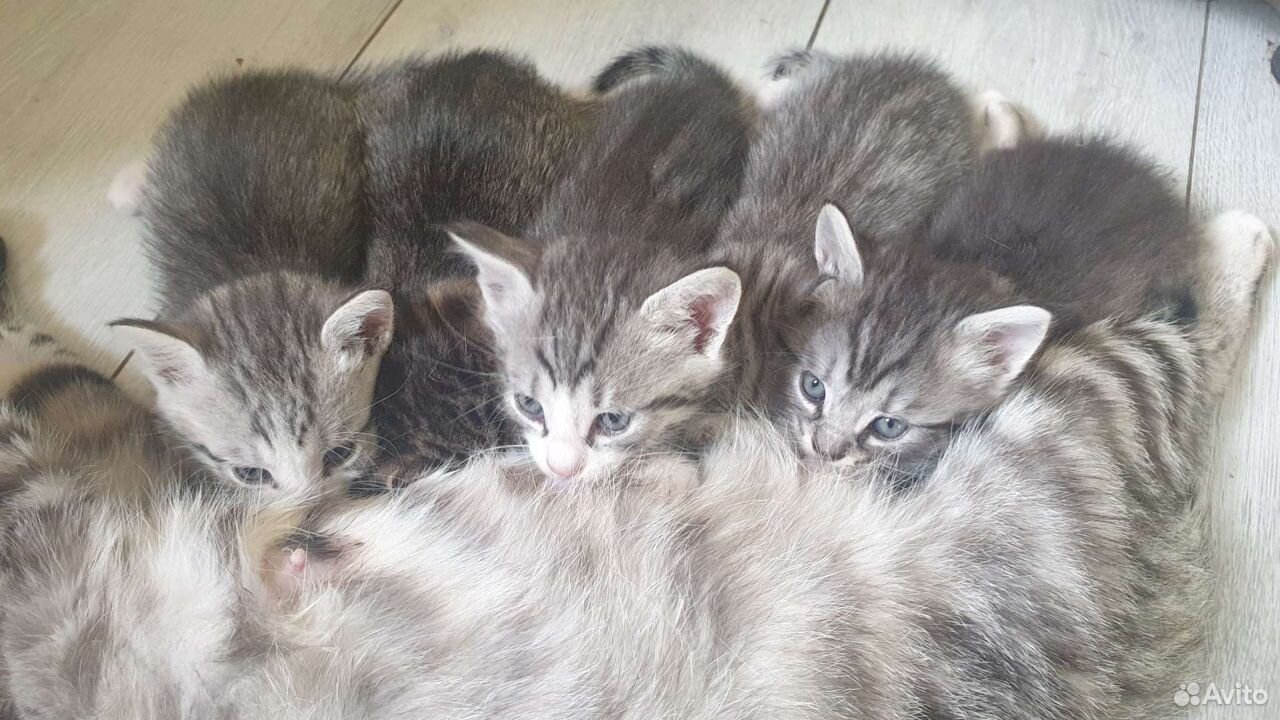 Котята в добрые руки