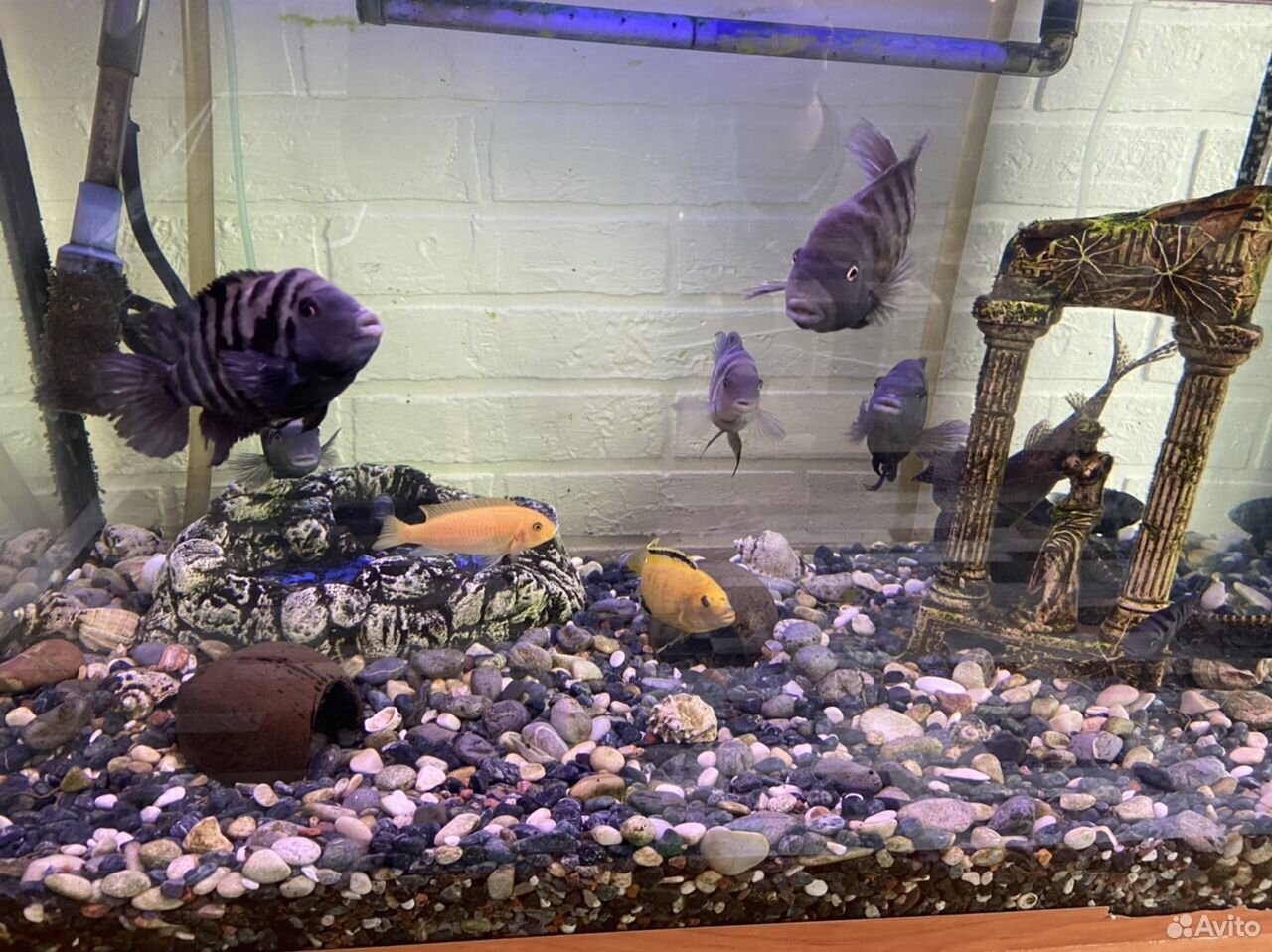 Аквариум с рыбками