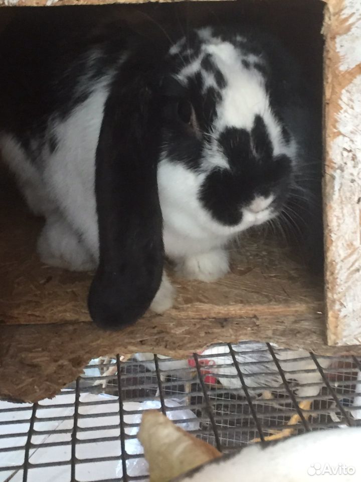 Кролики две беременные, на днях будет крольчата и