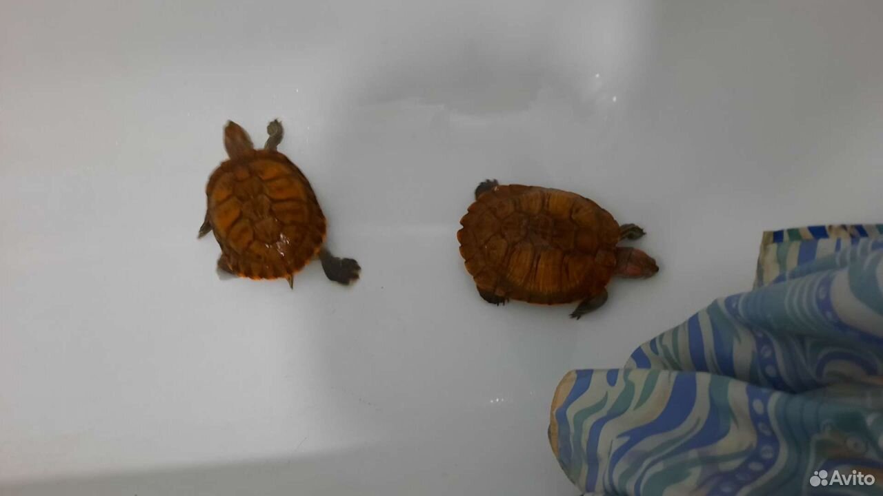 Валера и Фуфуня ищут дом