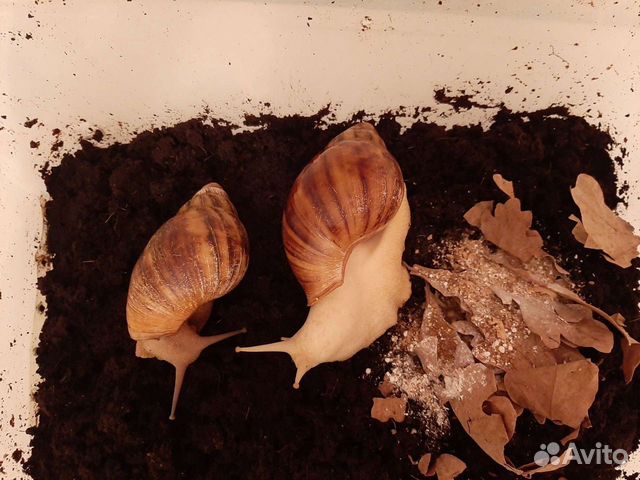 Улитки 2 шт, взрослые примерно 3 года