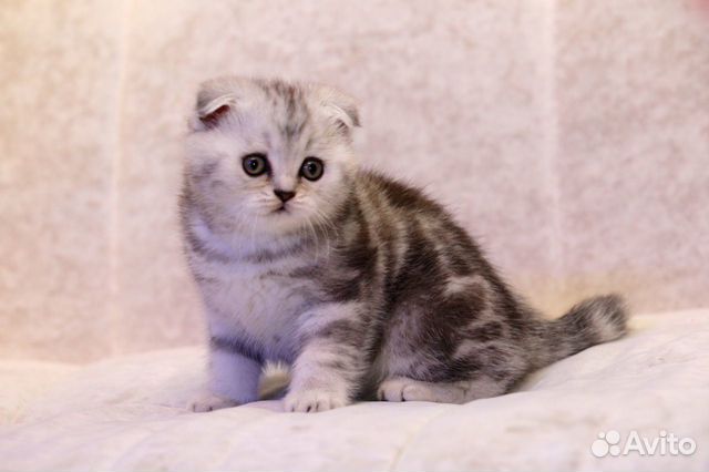 Очаровательный вислоухий черный мраморный котик