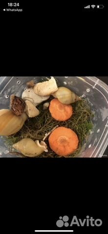 Улитки Ахатины