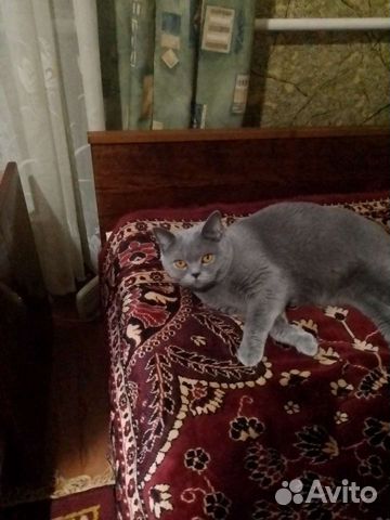 Кошка Шартрез