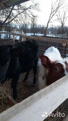 Коровы и телята(тёлочки)