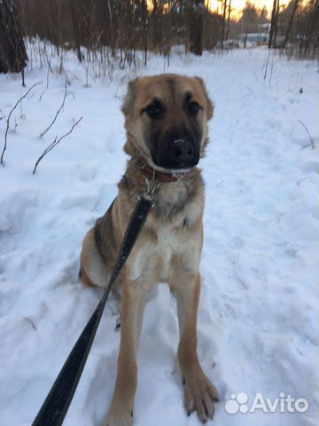 Кобель- подросток, 5 мес в дар добрым людям