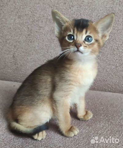 Кошечка Яшма с родословной