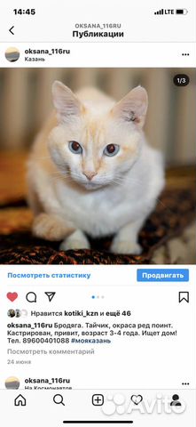 Тайский кот ищет дом