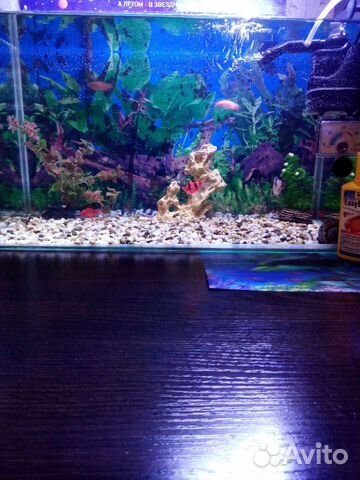 Аквариум с рыбками