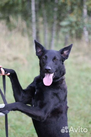 Восточноевропейская овчарка(метис) в дар