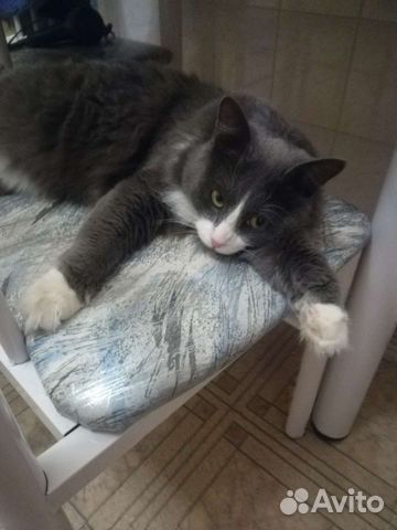 Котик бесплатно