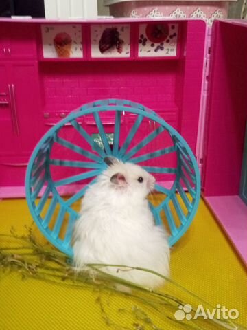 Королевские сирийские хомячки