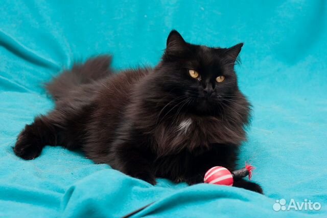 Роскошная красавица в поисках любящих хозяев