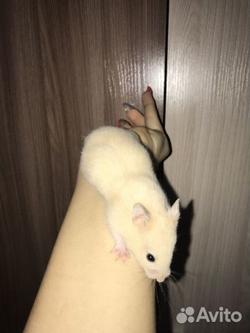 Сирийский хомяк