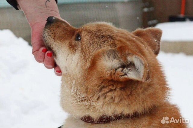 Айка, метис акита