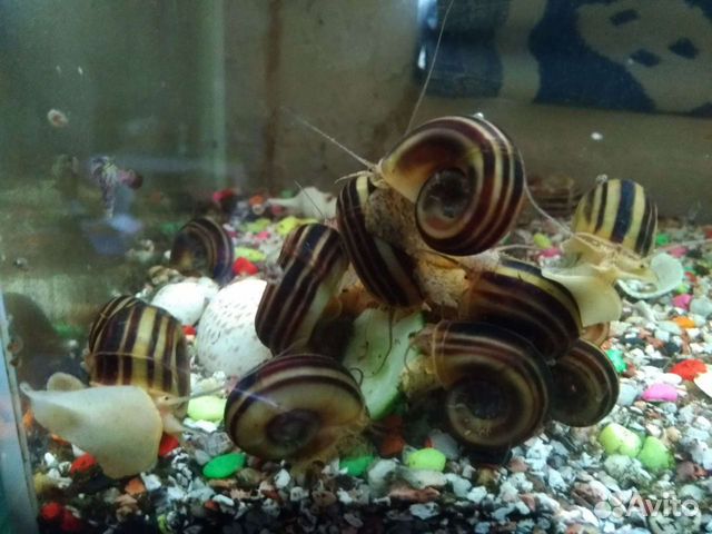 Улитки маризы