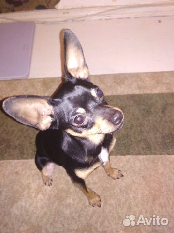 Русский той-терьер вязка