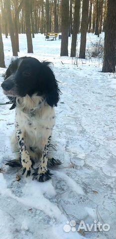Русский спаниель вязка