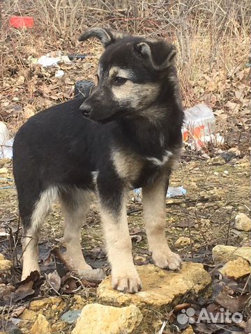 Классные щеночки