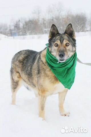 Собака Сарделька ищет дом