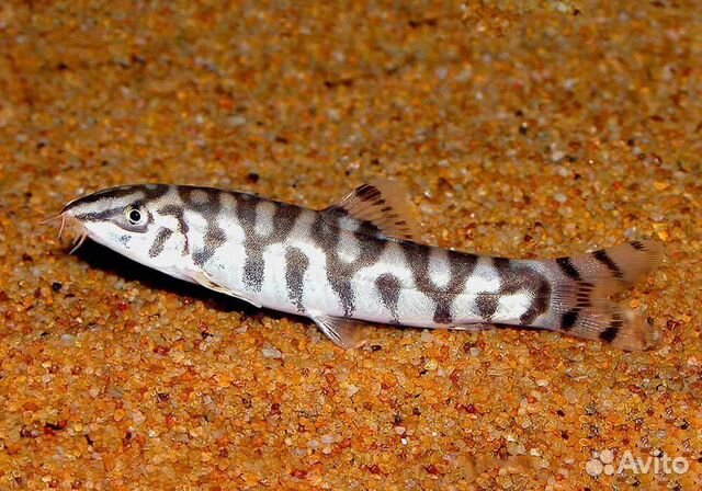 Боция Хистрионика