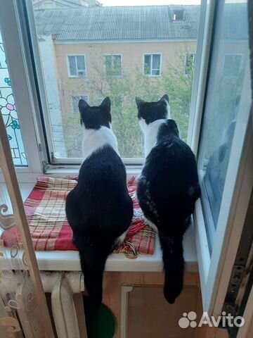 Коты в добрые руки