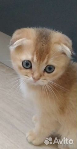 Шотландские мальчуган и девчушка