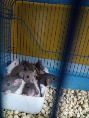 Крыса с клеткой