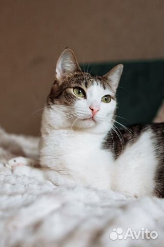Кот Остин
