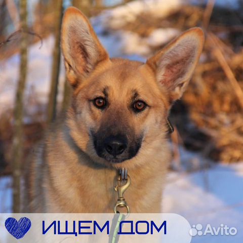 Метис овчарки