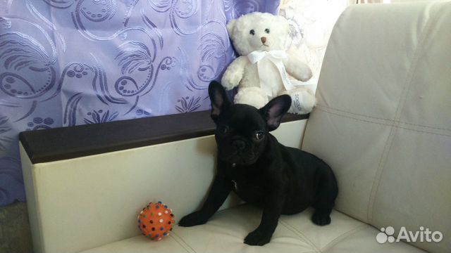 Черный Бульдожик -Мальчик. Голубая Девочка
