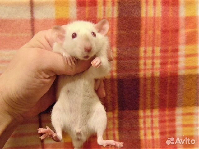 Крысята гималайские, альбиносы, клетки