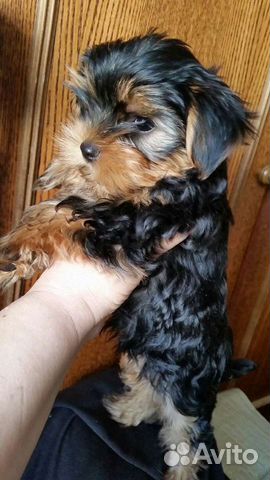 Йоркширский терьер щенки