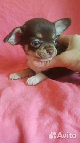 Щенули чихуа