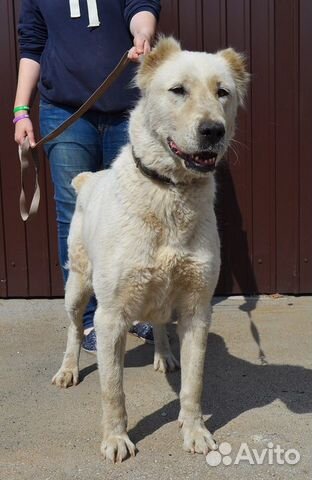 Алабай в добрые руки