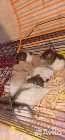 Отдам крысят бесплатно