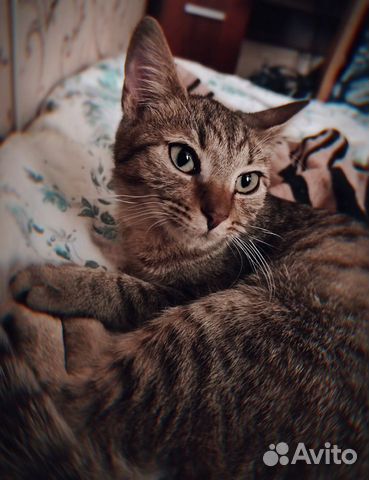Котенок ищет свой родной дом