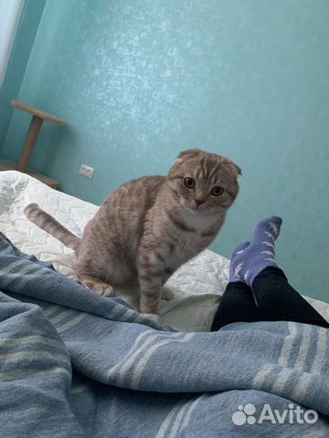Шотландский вислоухий кот 1,5 года