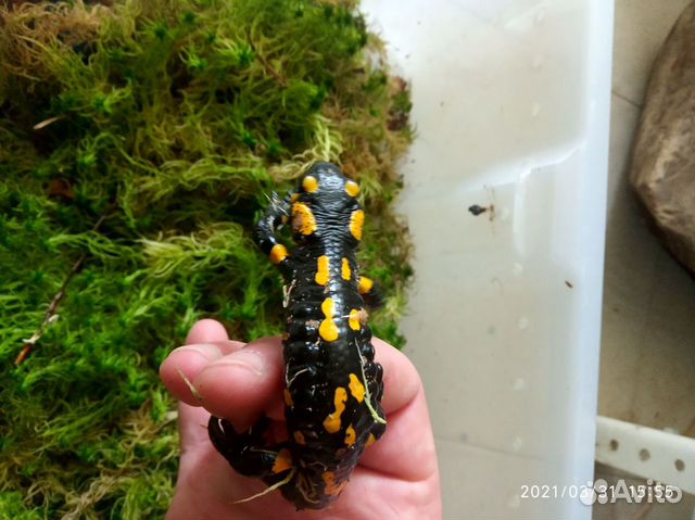 Огненная саламандра