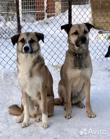 Пёс Дик и пёс Антон ищут хозяев. В хорошие руки