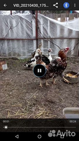 Петух Орловский