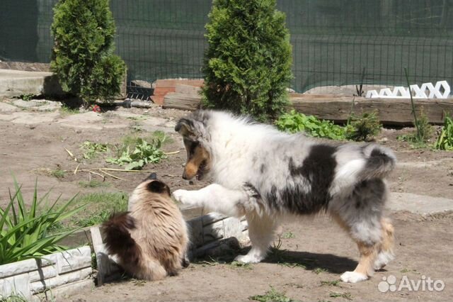 Мраморный мальчик колли 3 мес