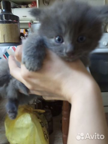 Котенок серенького окраса помесь британец