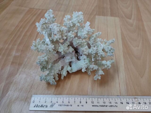 Кораллы для аквариума