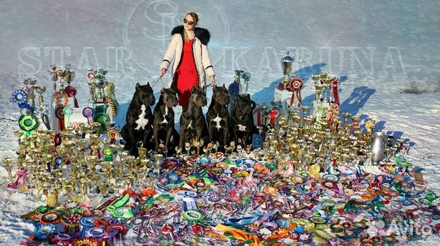 Шикарные щенки корсо-предки Чемпионы Мира,Европы