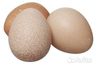 Инкубационное яйцо цесарки