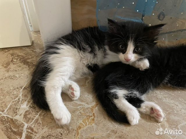 Котёнок девочка