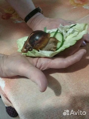 Ахатинские улитки