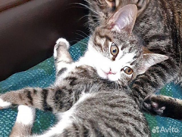 Чудесный котенок девочка 4 мес
