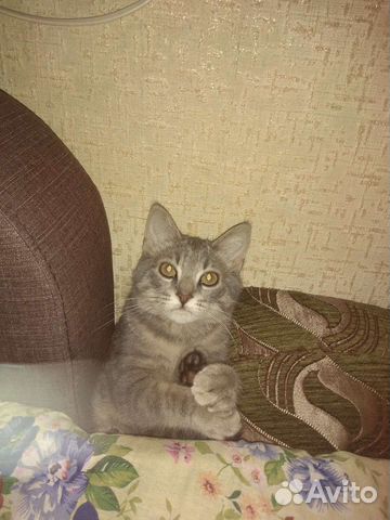 Кошка